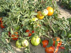 Gene Pyramiding Using Molecular Markers – Plant Breeding and Genomics